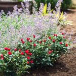 Meet Petite: Star Roses And Plants Unveils Miniature Knock Out® Roses