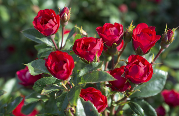 Meet Petite: Star Roses And Plants Unveils Miniature Knock Out® Roses