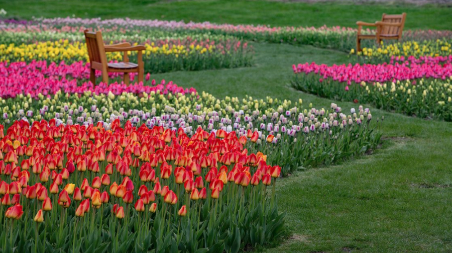 An Expert Guide To The 8 Greatest Tulip Festivals In The World
